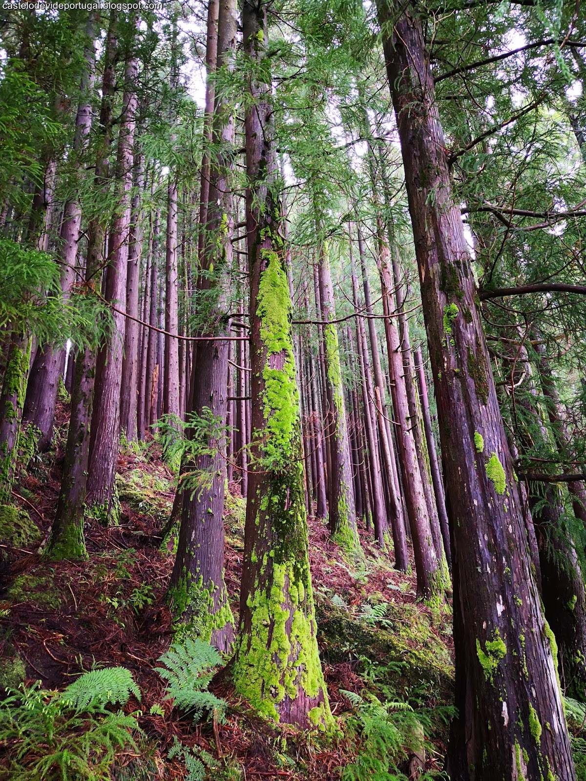 Photos of Castelo de Vide, Portugal: 8 Photos: PORTUGAL / Lagoa do ...