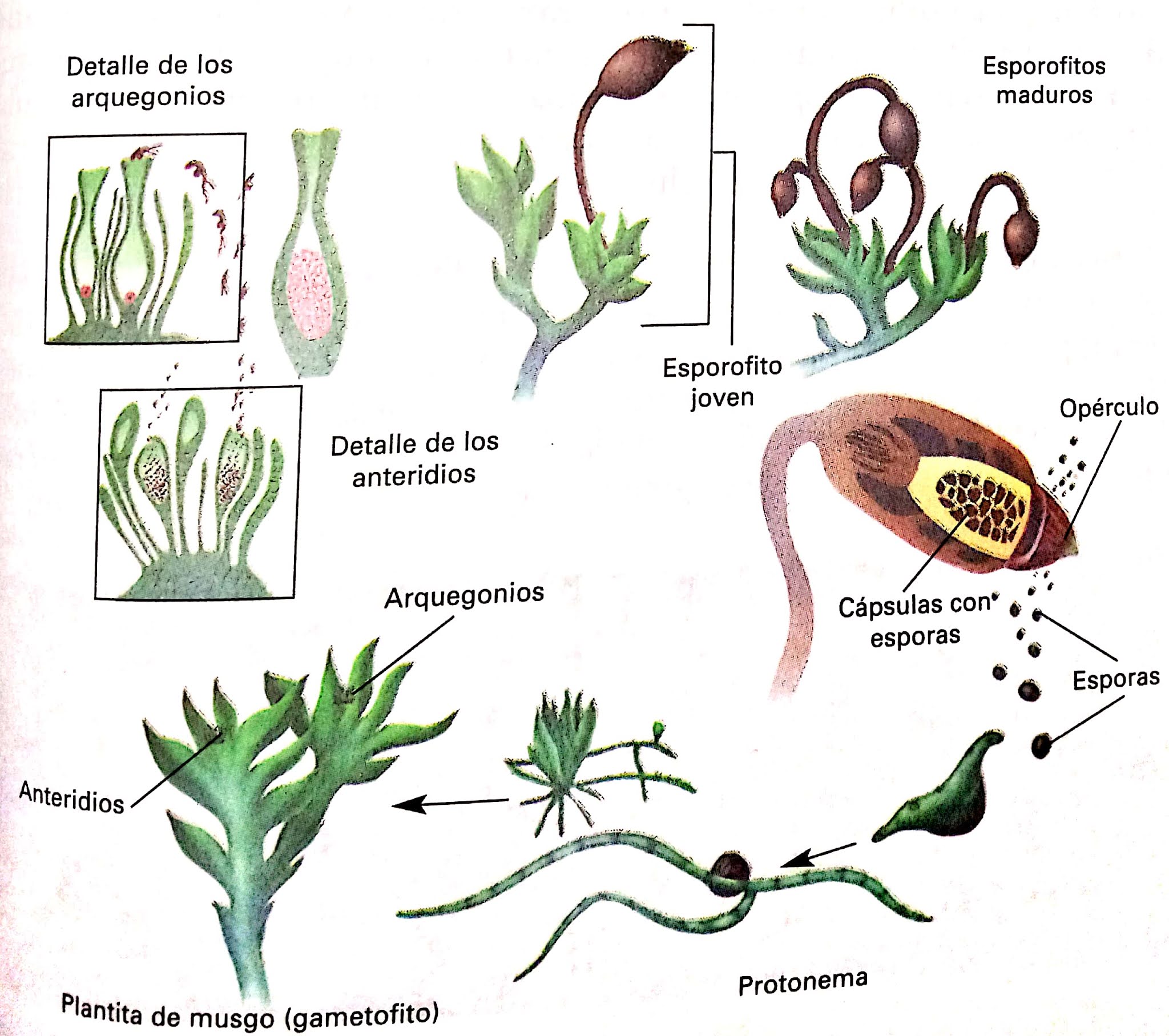 ¿Qué son las BRIOFITAS y sus características? - Las plantas BRIOFITAS ...