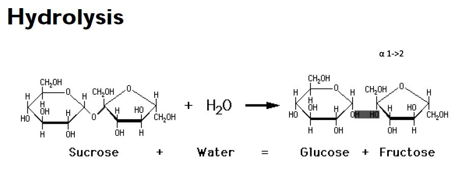 Bio Blog ☆: Carbonhydrates