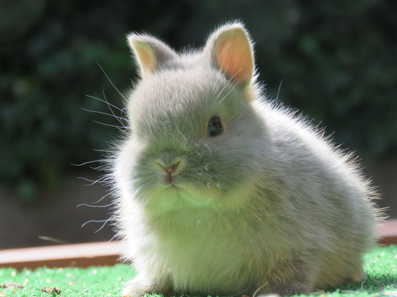 Tu Conejo Enano y Tu: ¿Qué raza de conejo enano me conviene más?