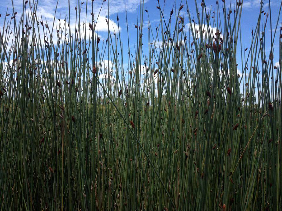 KERAJINAN ANYAMAN PURUN KHAS KALIMANTAN SELATAN
