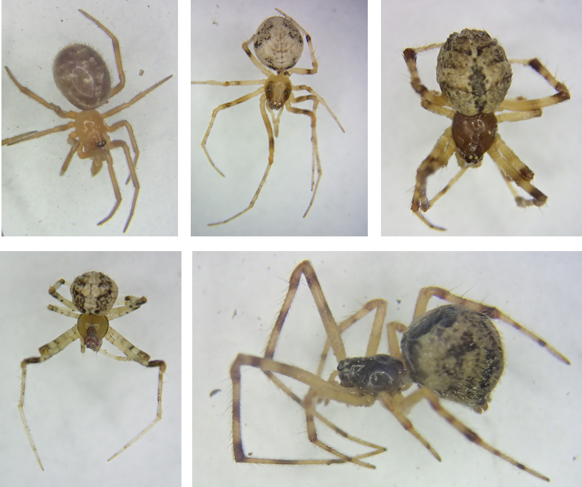 Discovering spider diversity in Sydney backyards: Theridiidae