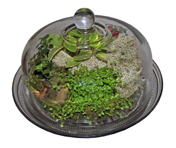 The Fern and Mossery: Enviro-Cakes: Terrarium in a Cake Stand