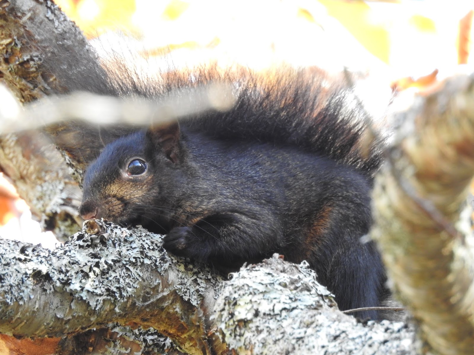 Bev's Nature Blog: Black Squirrel