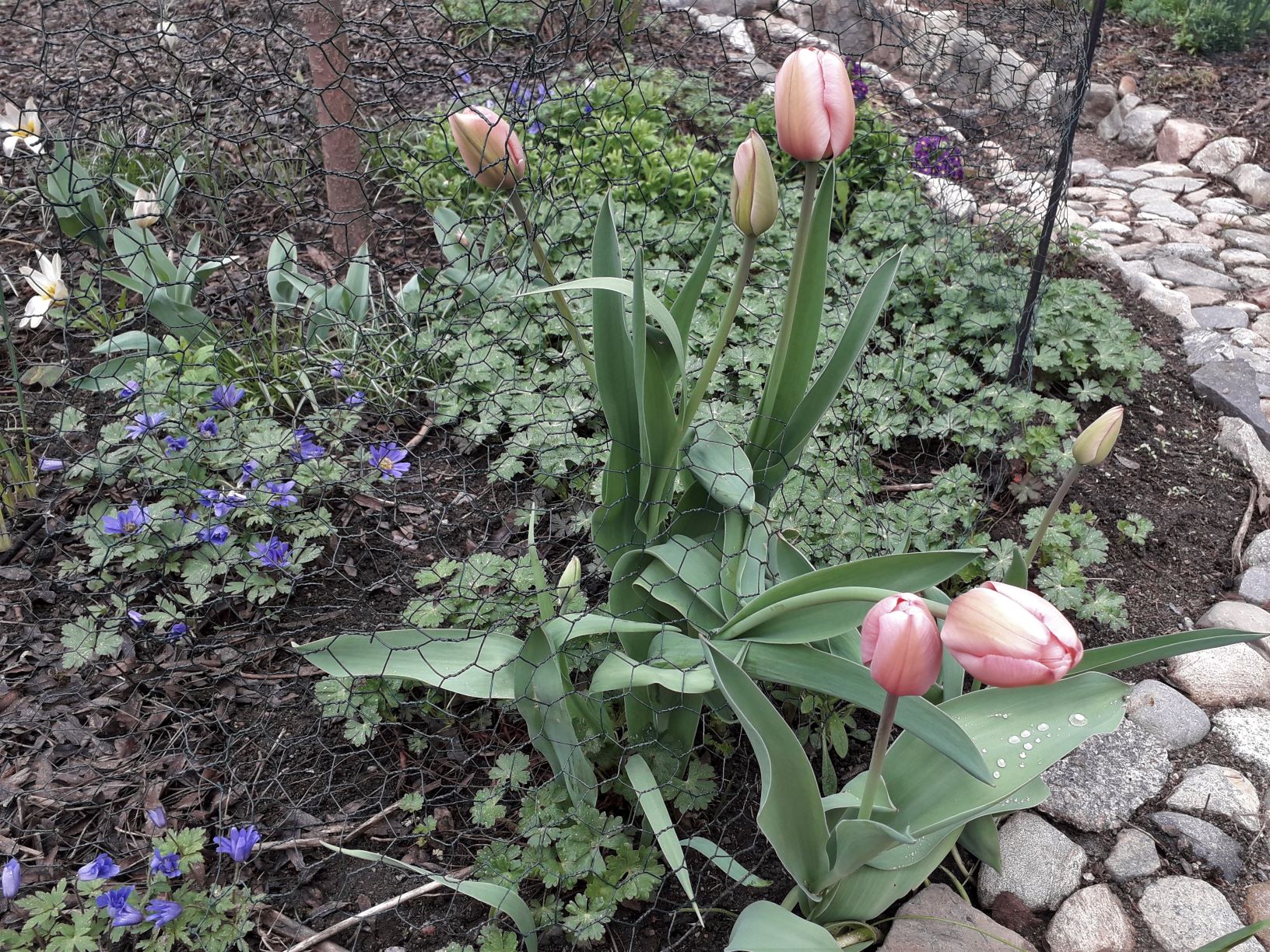 Hiidenkiven puutarhassa: Tulput pulassa