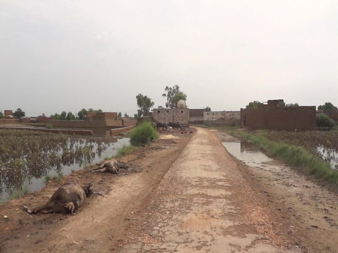 Village Soomar Khan Laghari:::::Explore Sindh:::::