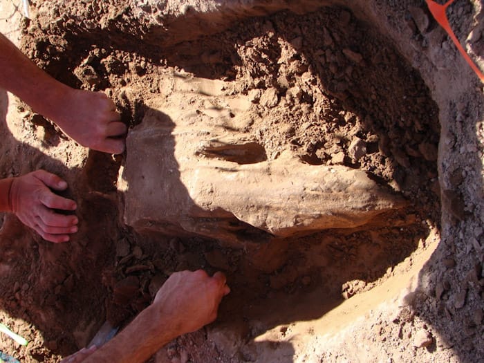 Hallan los restos fósiles de un perezoso de 10.000 años de antigüedad ...