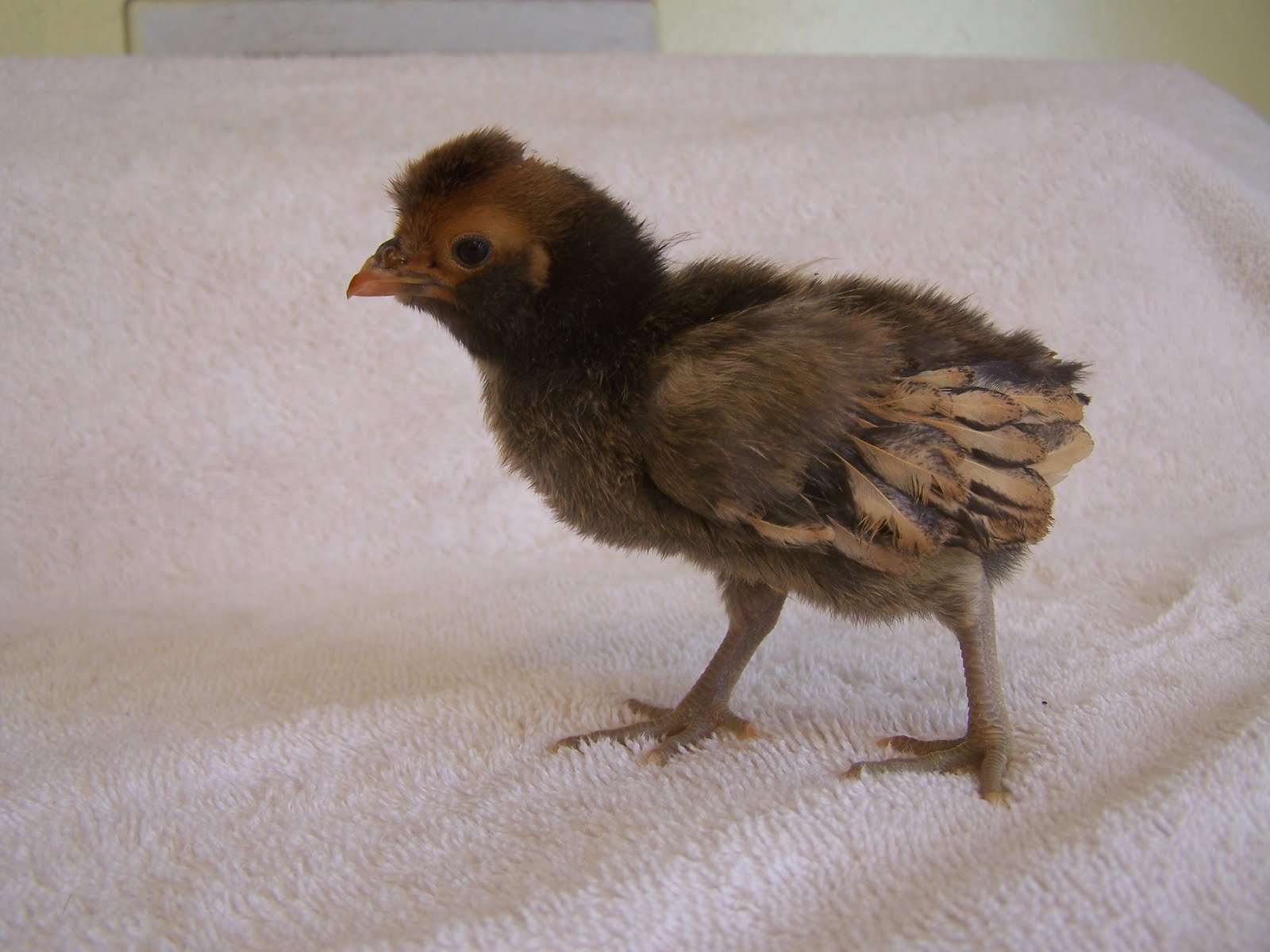 Chicken Scrawls: Chicken Poses