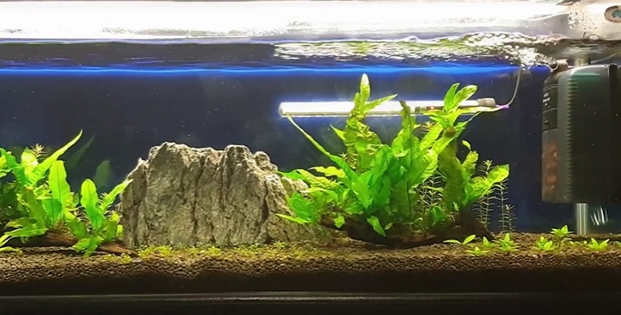 Build & Setup a Low-Tech Planted Aquarium for Tropical Fish