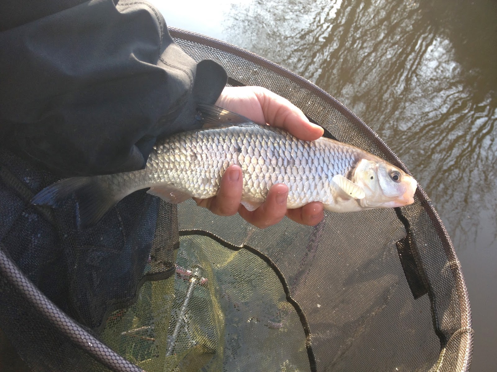 Danny's Angling Blog: Stick Float Fishing: River Dane Chub