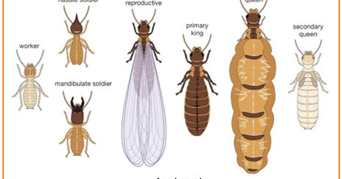[Kunci Jawaban] Jika kamu perhatikan, rumah rayap dari hari ke hari ...