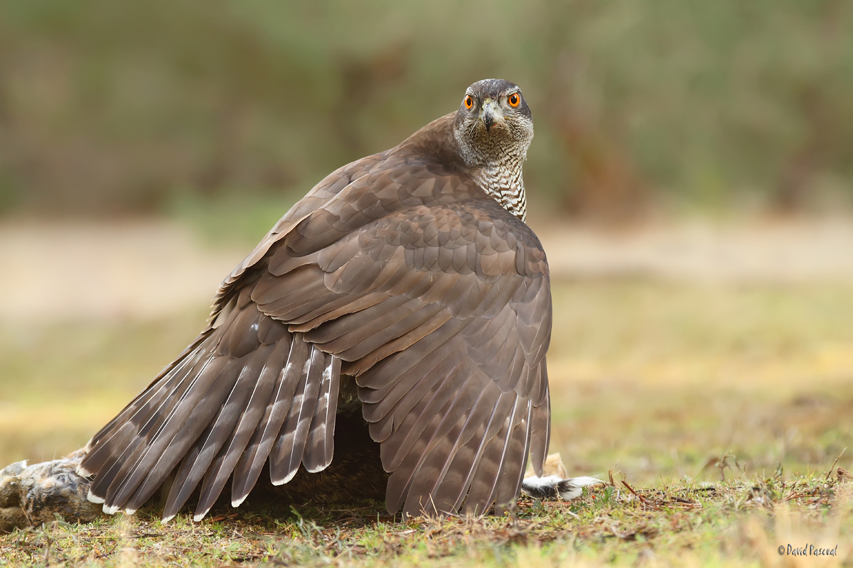 David Pascual: Azor (Accipiter gentilis)