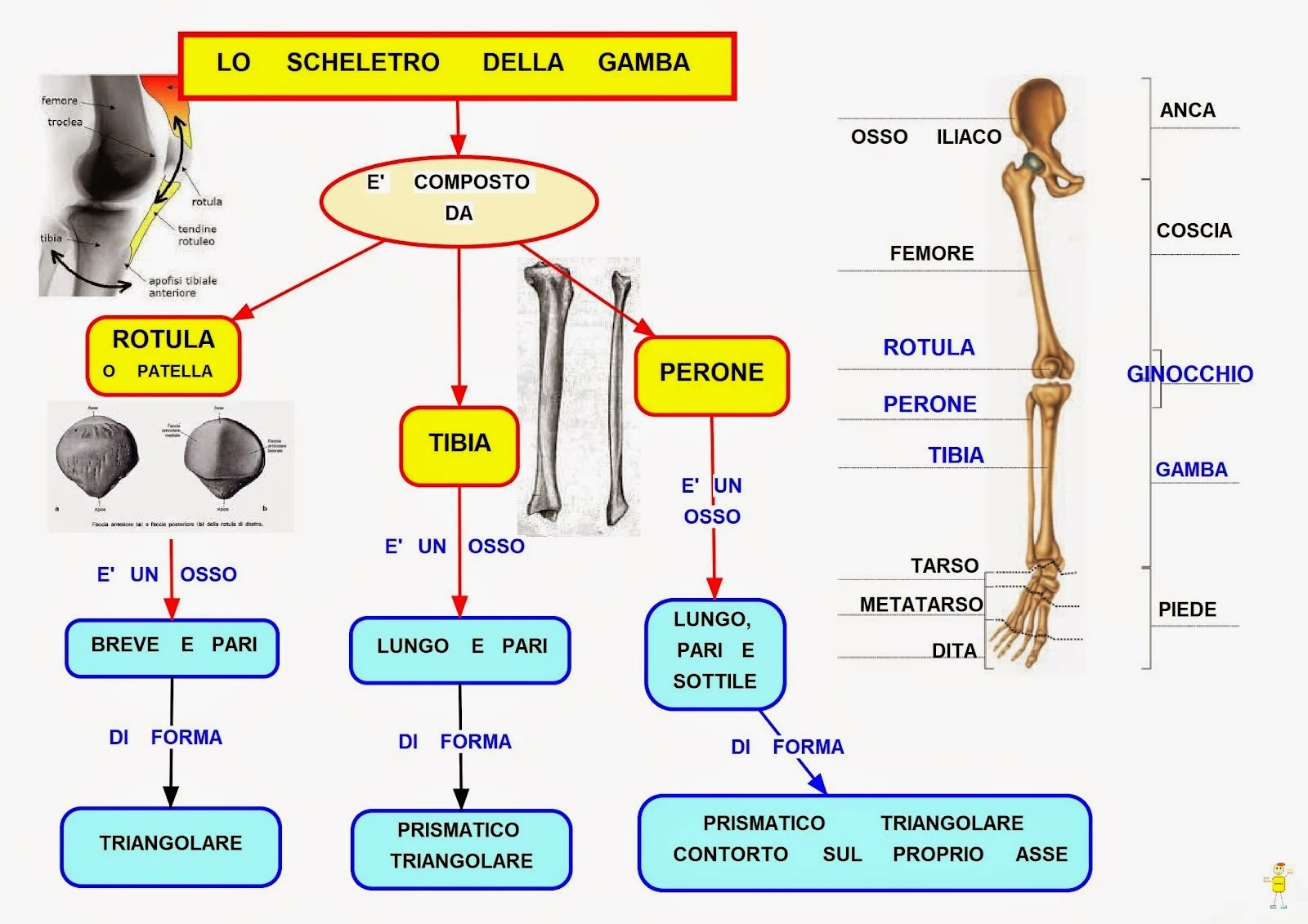 Mappa concettuale: Scheletro della gamba • Scuolissima.com