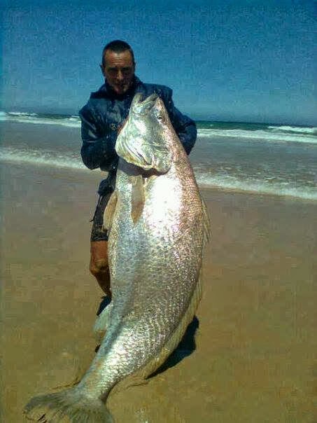 Big Fishes of the World: KOB (Argyrosomus hololepidotus)