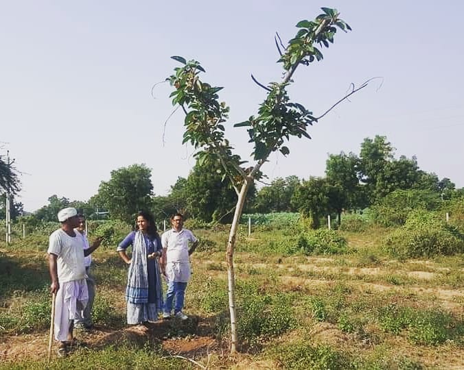 NOMADS OF INDIA: VSSM's tree plantation programme is successful with ...