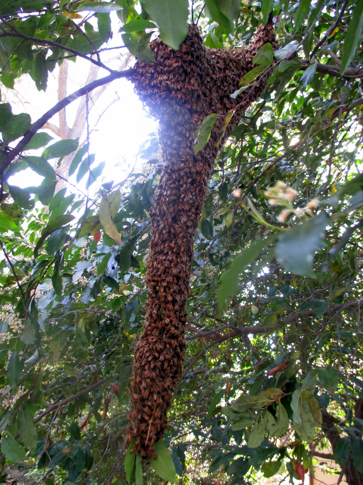 Linda's Bees: Swarm at Tom's - Two Cat Size