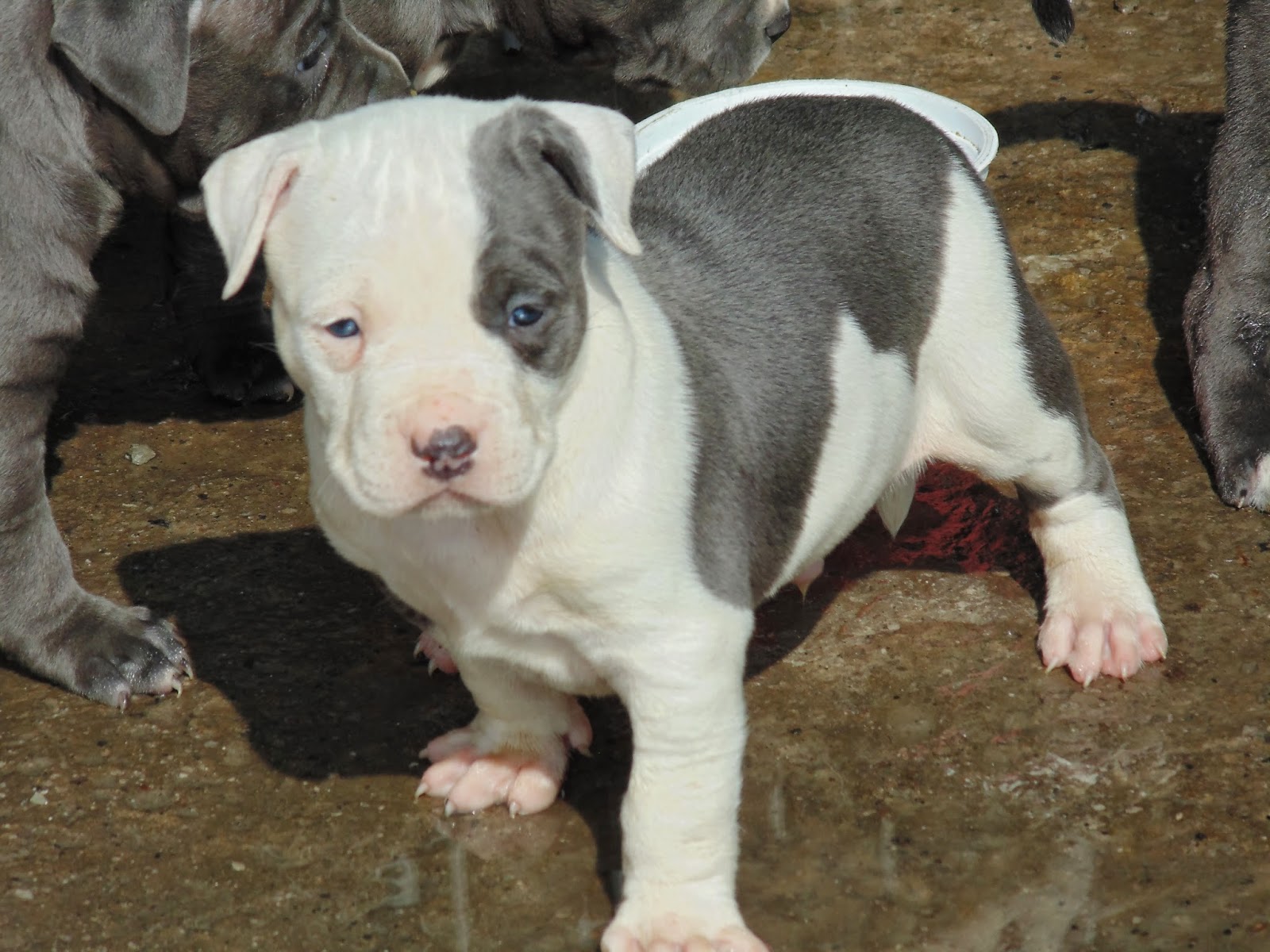 devilspitbull