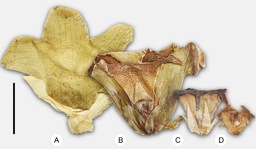 Species New to Science: [Botany • 2019] Dictyanthus stevensii ...