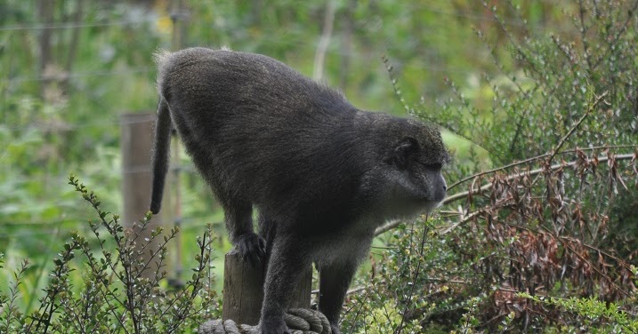 ZOOTOGRAFIANDO (6.100 ANIMALS): MONO DE ALLEN / ALLEN´S SWAMP MONKEY ...