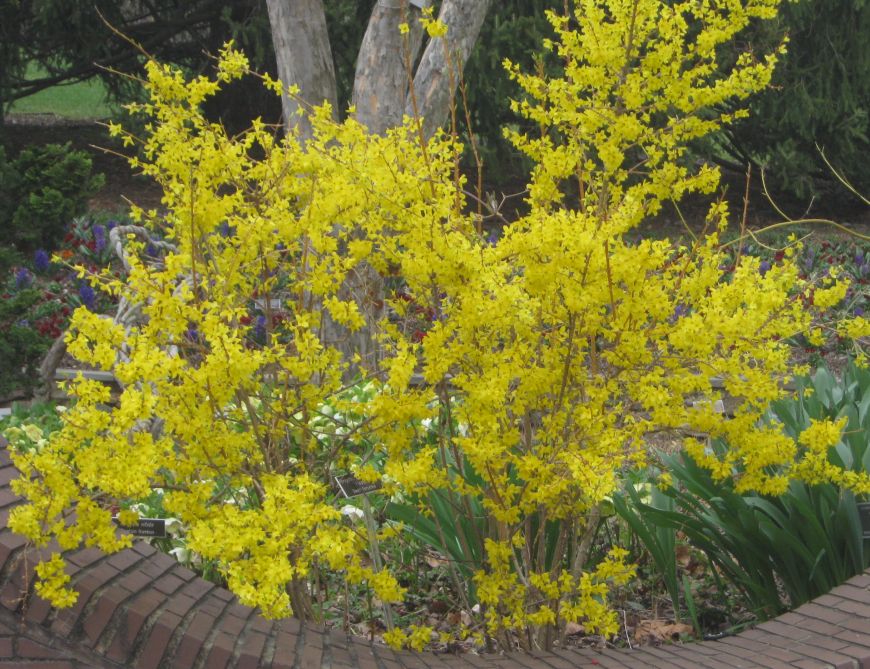 Future Plants by Randy Stewart: Forsythia
