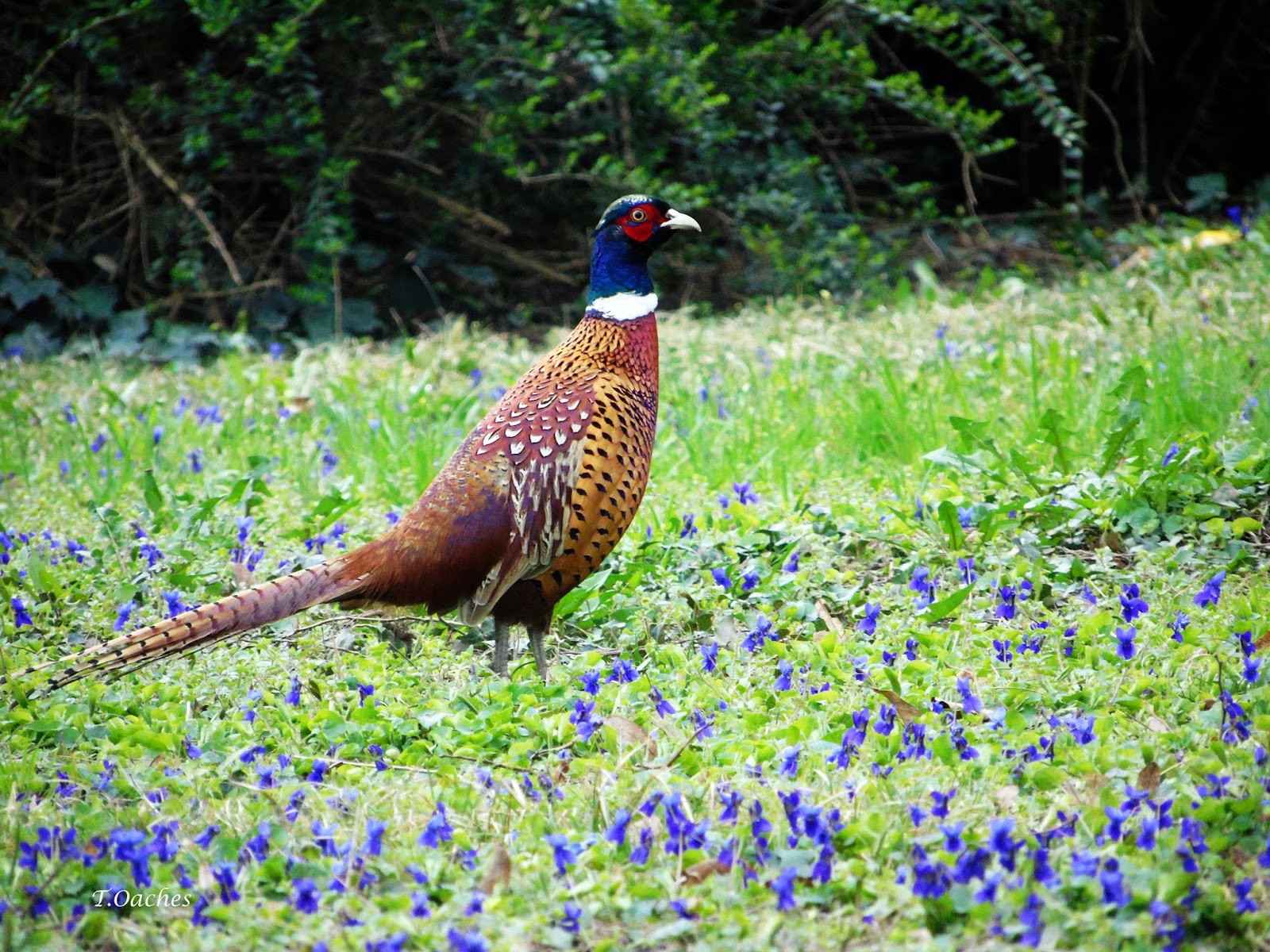 PASARI DIN ROMANIA: FAZAN, Phasianus colchicus
