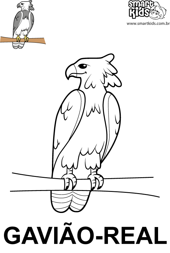 Desenhos de Gavião para Colorir - Formando Alunos