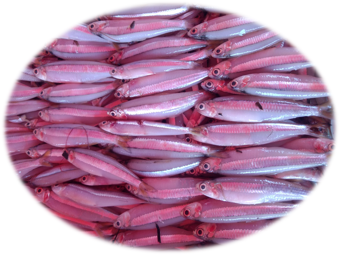 PESCADOS MOREIRA BASSETTI DIEGO