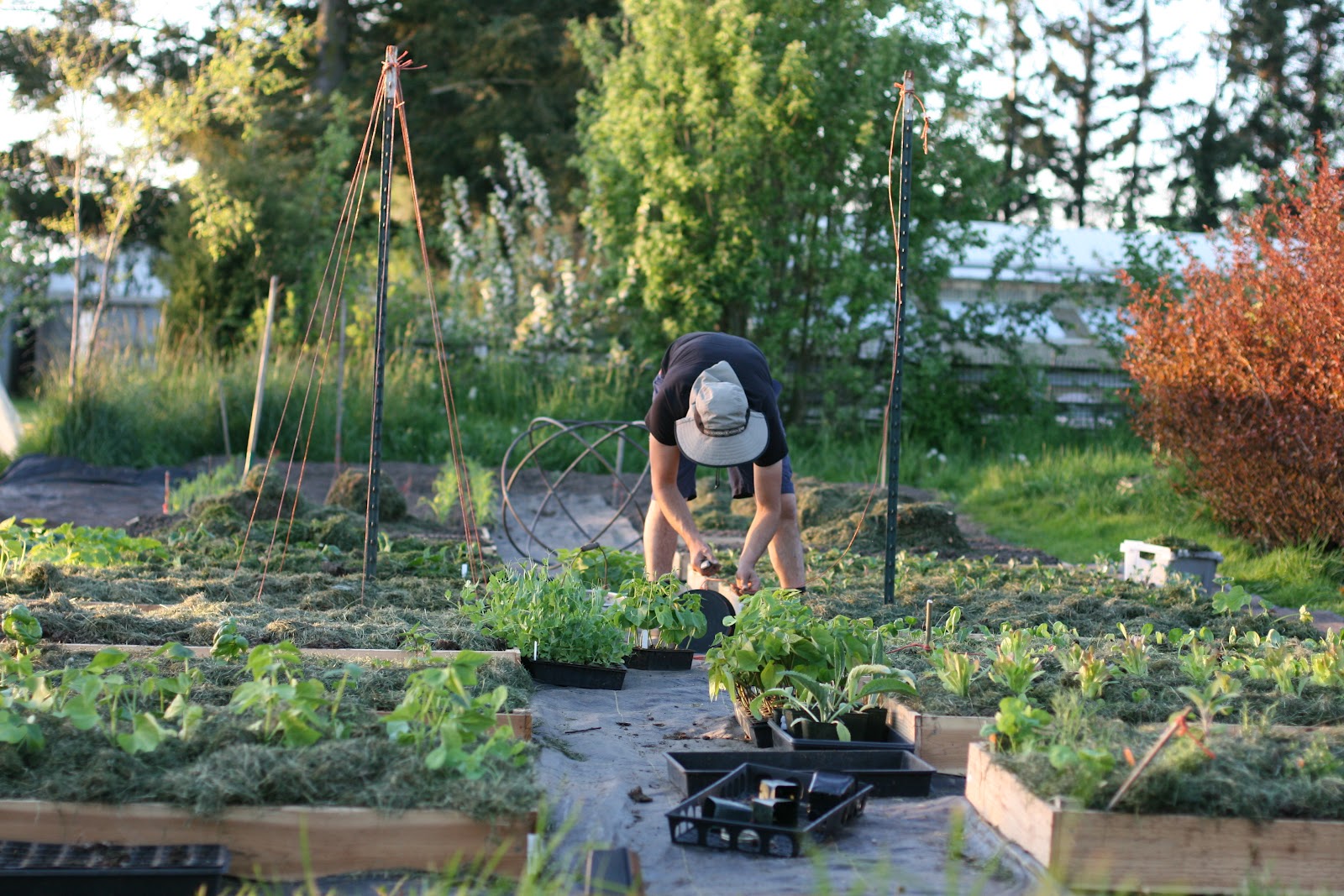 the pea patch - Floret Flowers