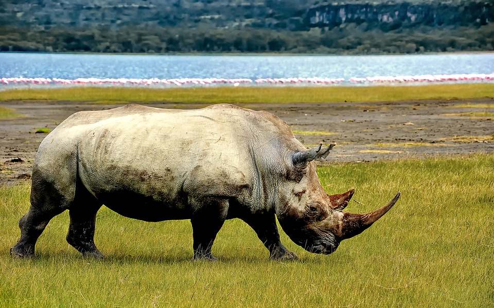 Kelly's Classroom Online: Fun Facts About Rhinoceroses