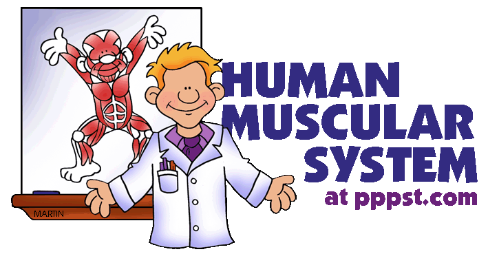 Ciencias 4to grado: Muscular System