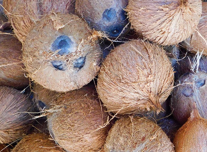 My Roatan - Adventures in Creating Nirvana: harvesting coconuts