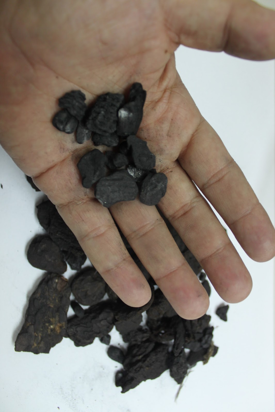 Applications of rice husk biochar (RHB) into soil