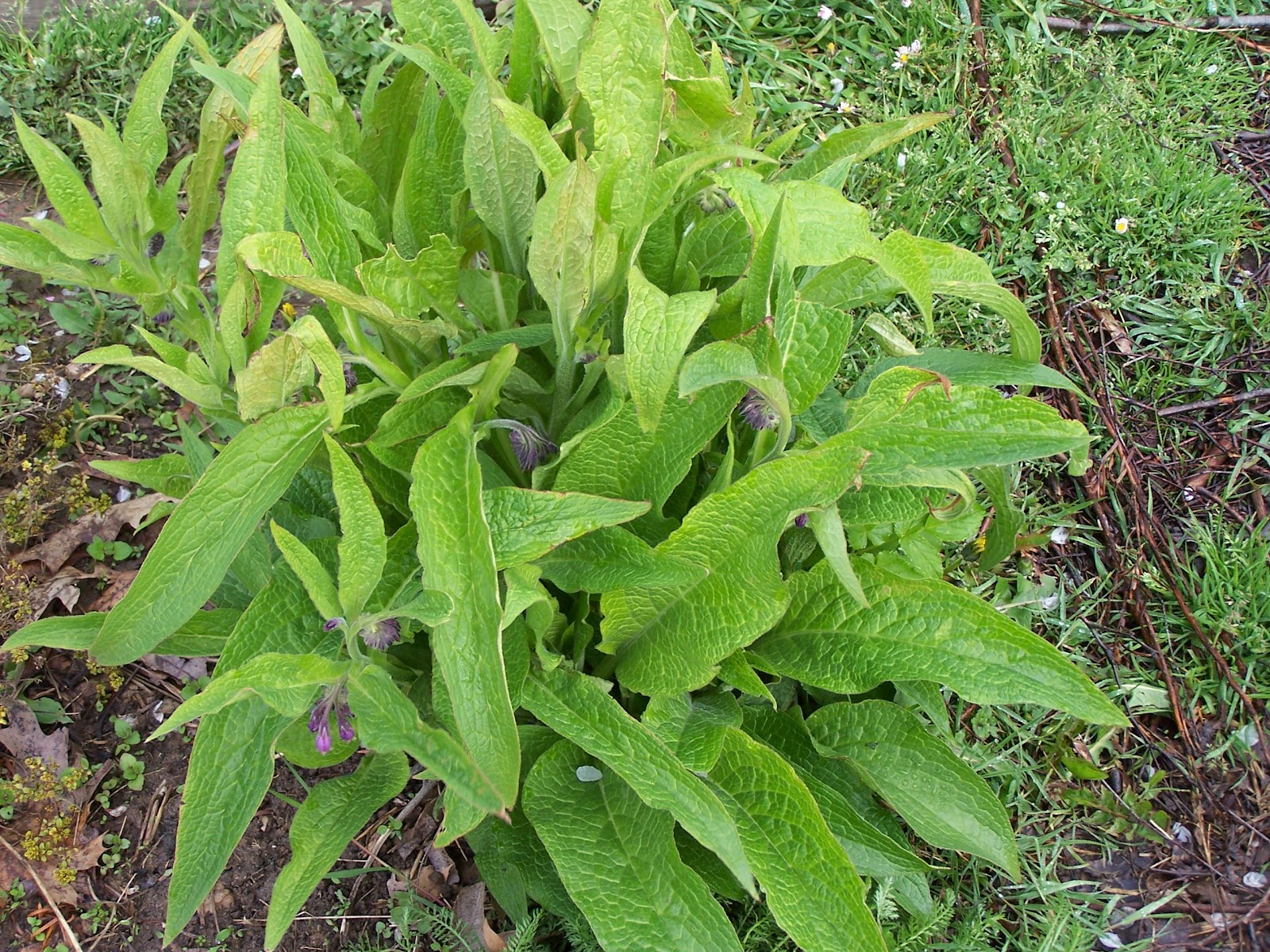 Quelques plantes sauvages comestibles en début de saison