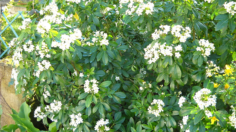 HORTA À PORTA: ESCALLONIA (ESCALÓNIA), FLOR BRANCA