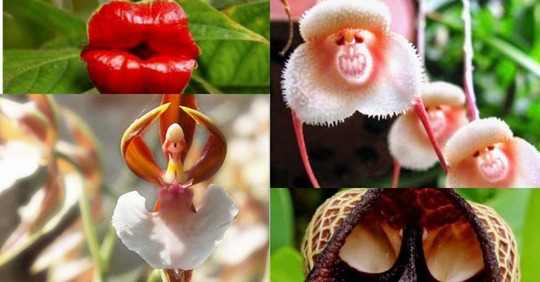 The Top 20 World’s Most Unusual Flowers (Rare Flower Names & Pictures)