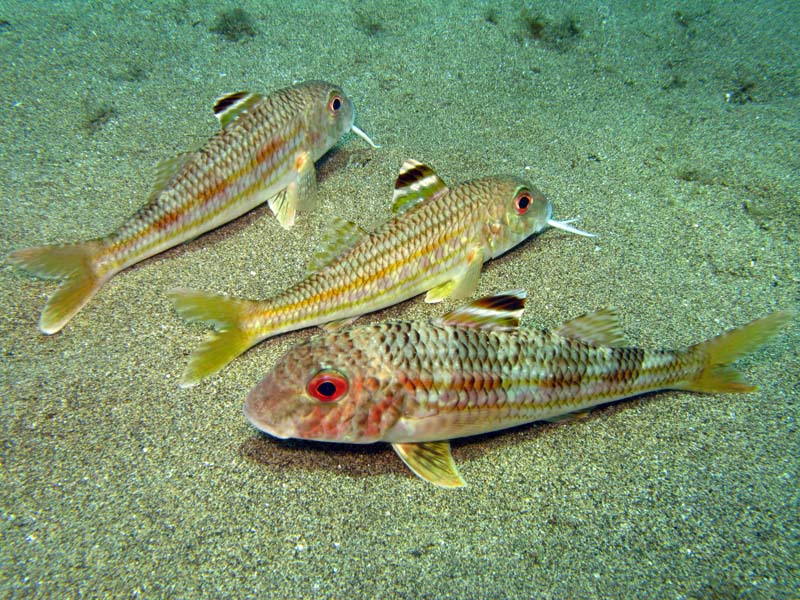 Artes de Pesca: VAMOS A PESCAR SALMONETE