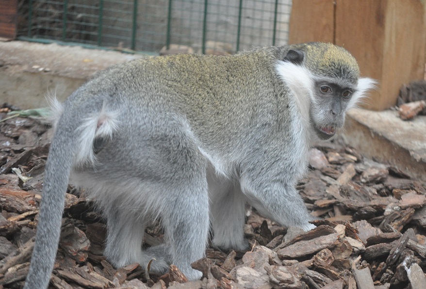ZOOTOGRAFIANDO (6.100 ANIMALS): MONO VERDE / GREEN MONKEY (Chlorocebus ...