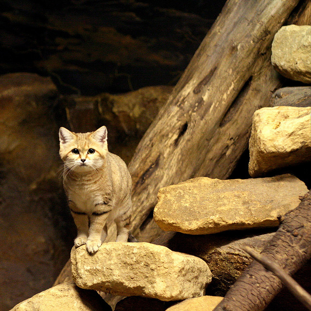 The Sand Cat – Desert Cat Extraordinaire | The Ark In Space