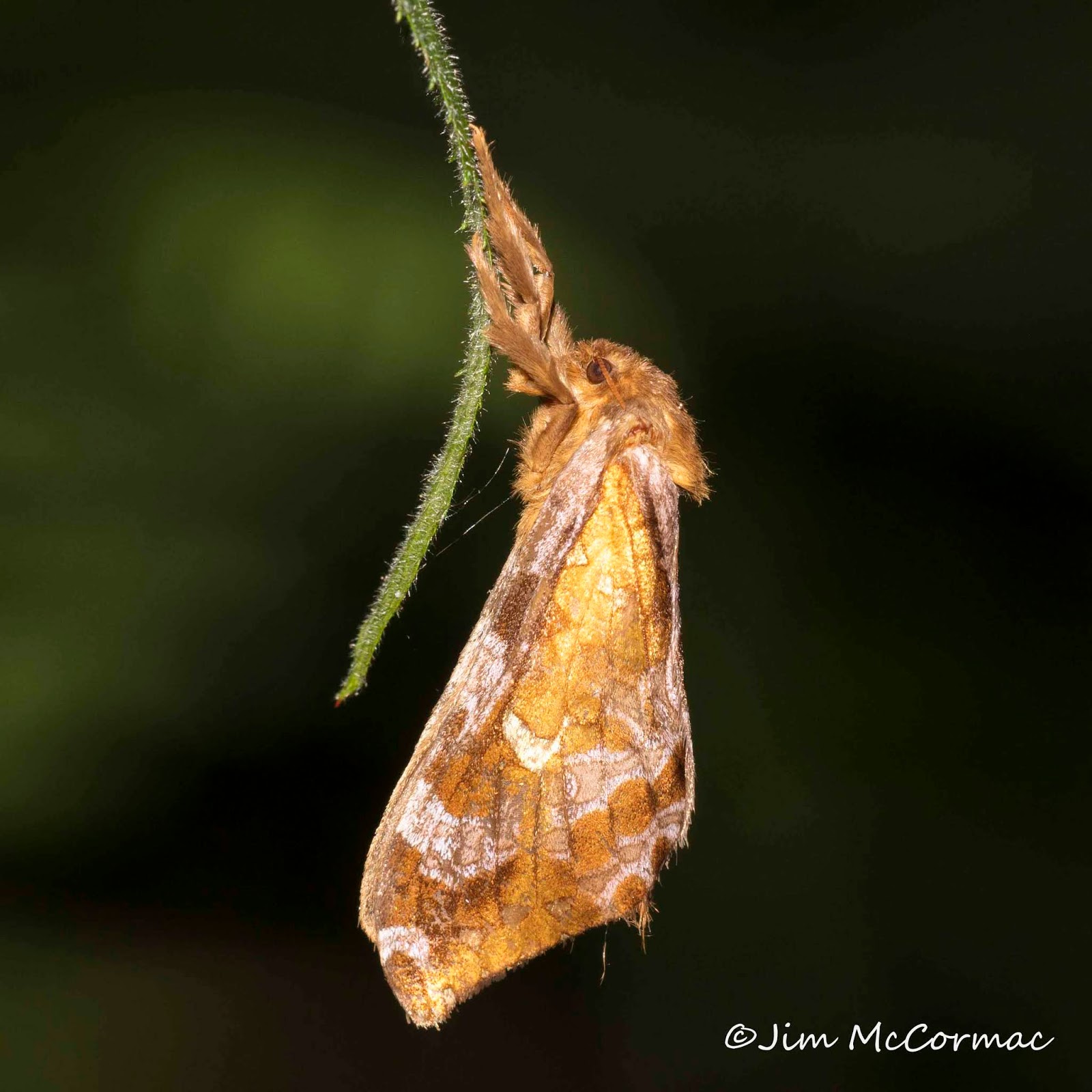 Ohio Birds and Biodiversity: A few interesting insects from recent days
