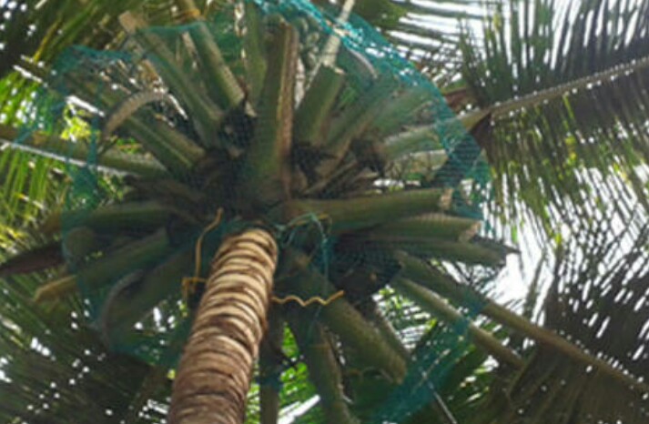 Coconut fall protection nets ~ safetynets chennai