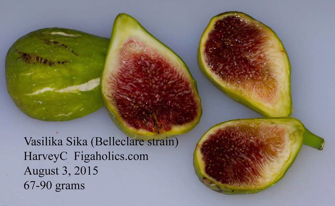 Vasilika Sika Fig - Var Tin