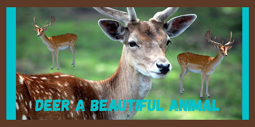 Hud Hud bird (Hoopoe) - Animal glory (eng)