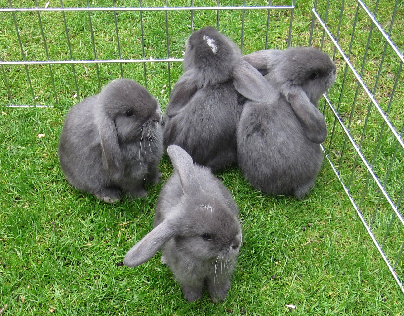 Lop Eared Bunnies - Surrey