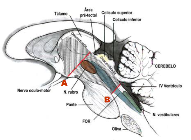 O Guia do Fisioterapeuta: 2017