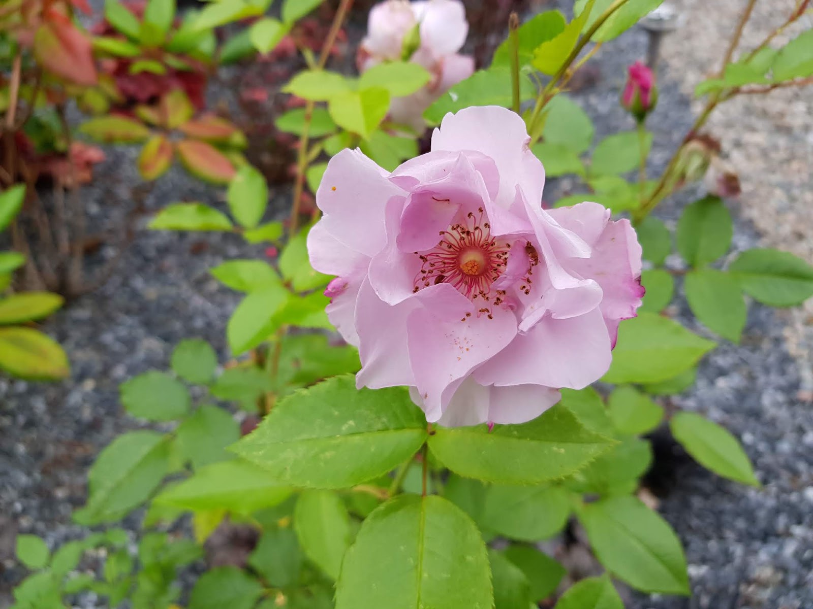 Marits hagedagbok: Høstblomstring...