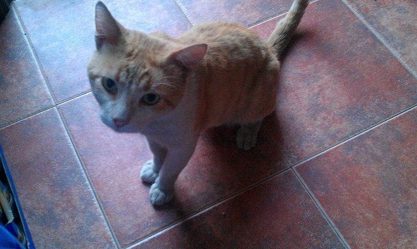 Distancia animal: Gatito apaleado por unos niñatos borrachos, ayuda!!!
