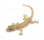 Online Taleem: Lizard Life Cycle