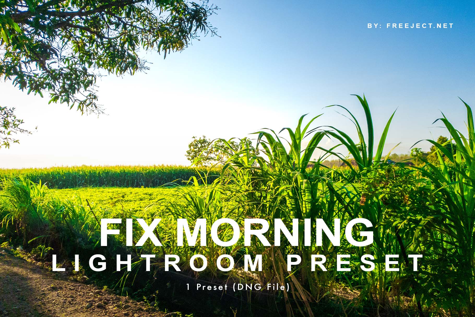 Free Download Fix Morning Lightroom Preset For Mobile Desktop DNG free-download-fix-morning-lightroom-preset-for-mobile-desktop-dng