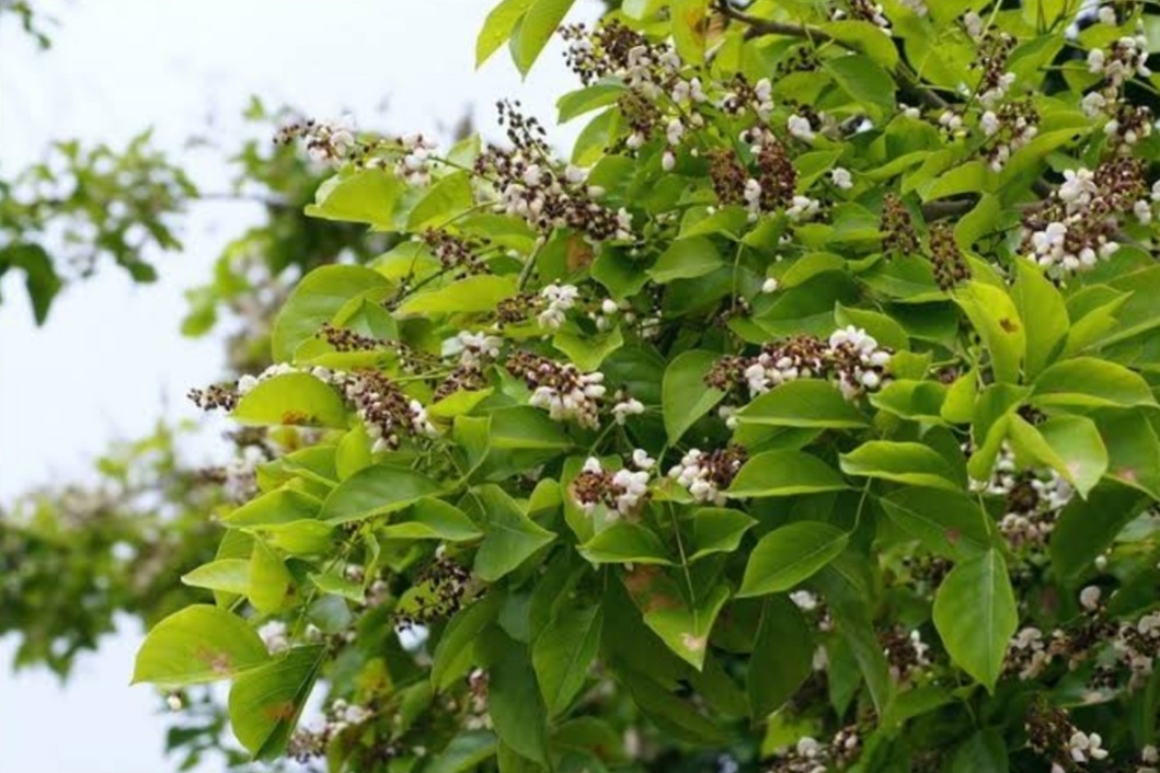 Top 10 Fast Growing Trees for Shade in India | Greenfarm Facts