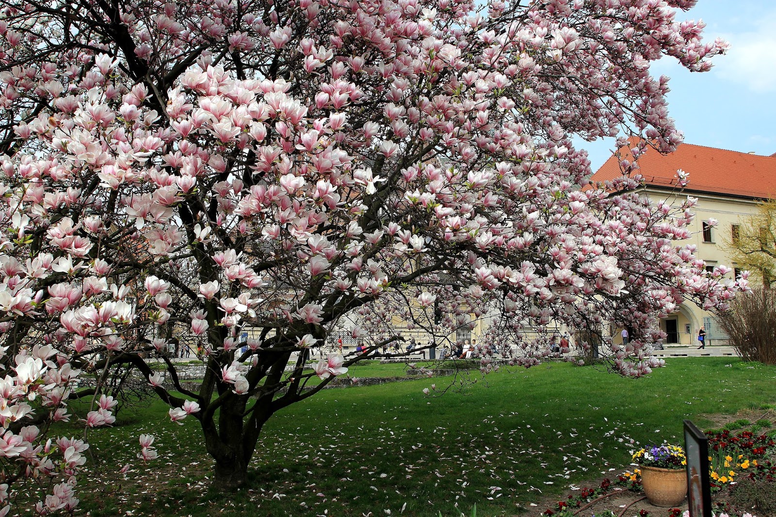 Fotoodyseja: Wawelska magnolia